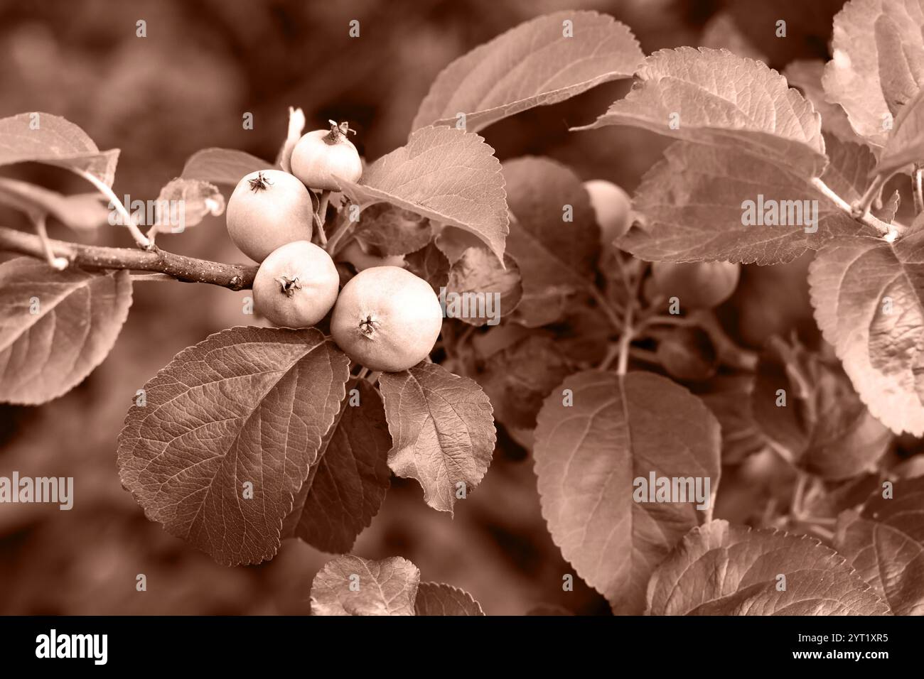 Apple tree branches with apples in a trendy color. Demonstrating the ...