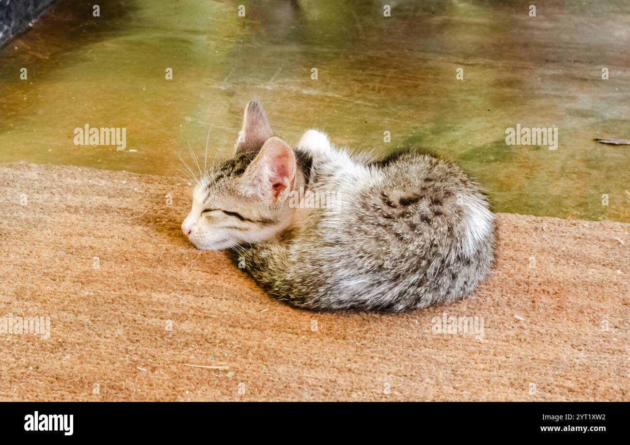 A Cat with it Head Between its Hind Legs Stock Photo - Alamy