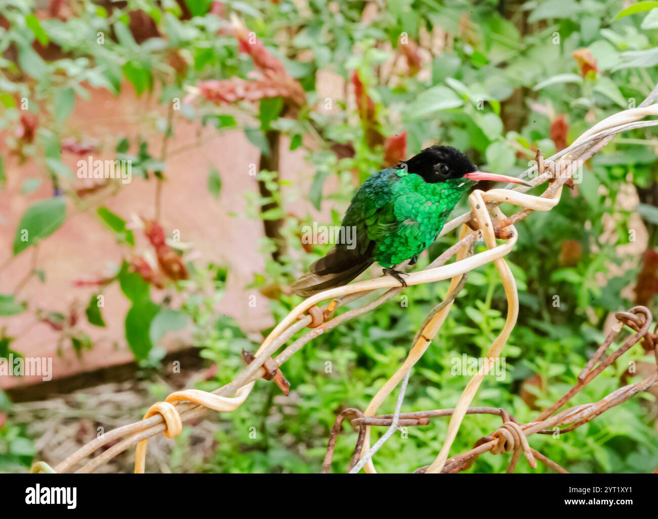 Short tailed emerald hi-res stock photography and images - Alamy