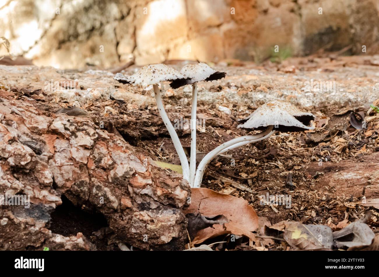 Wild Jamaican Mushrooms Growing from Dead Mango Tree Root Stock Photo ...