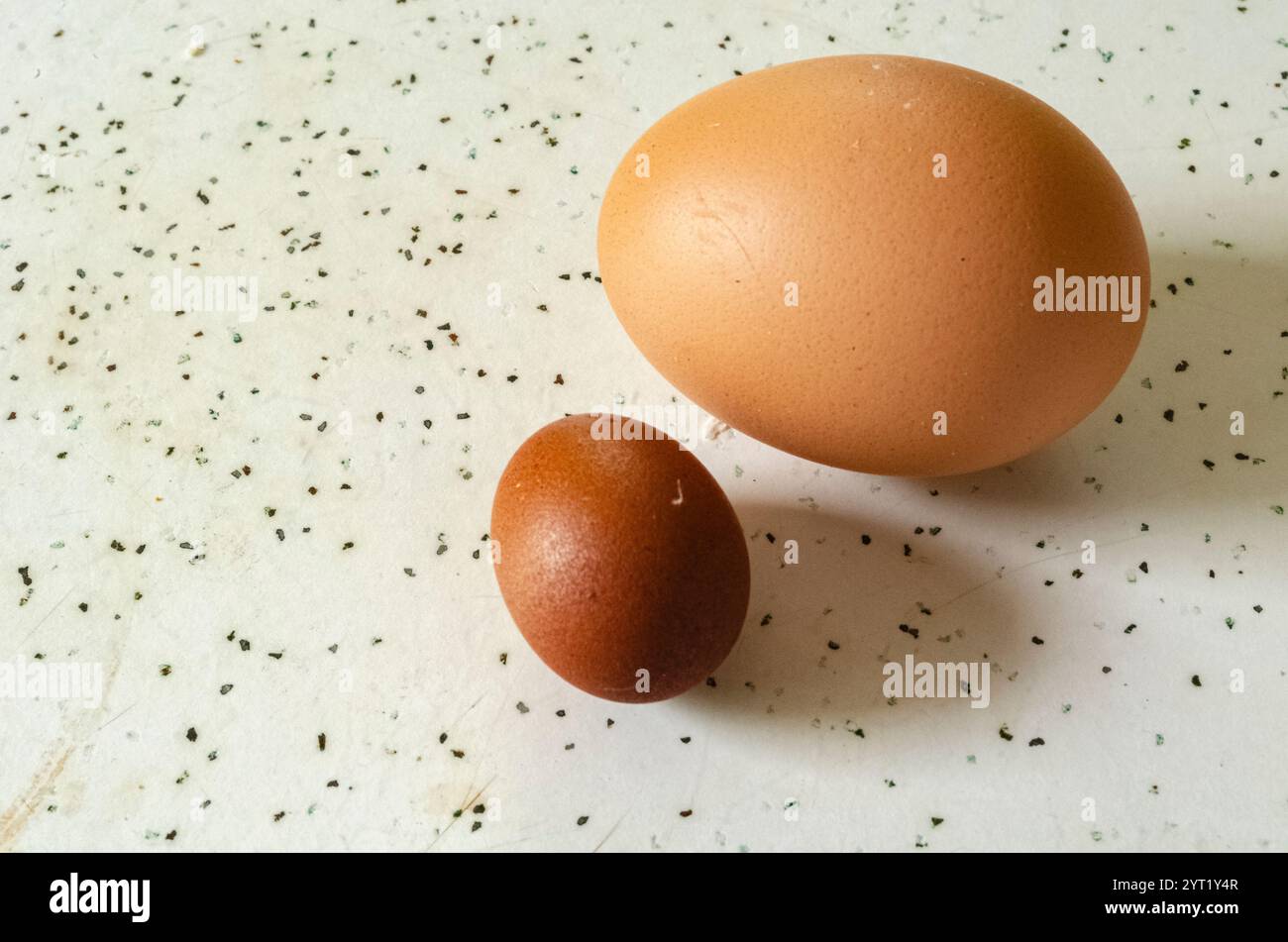 A Normal Egg and a Yolkless Fairy Egg Stock Photo - Alamy