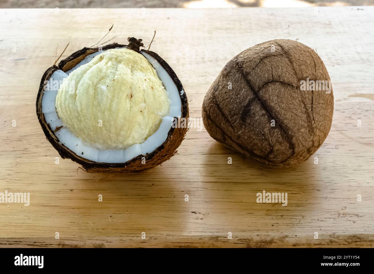 A broken coconut has an embrio that grows to fill the endosperm and a ...