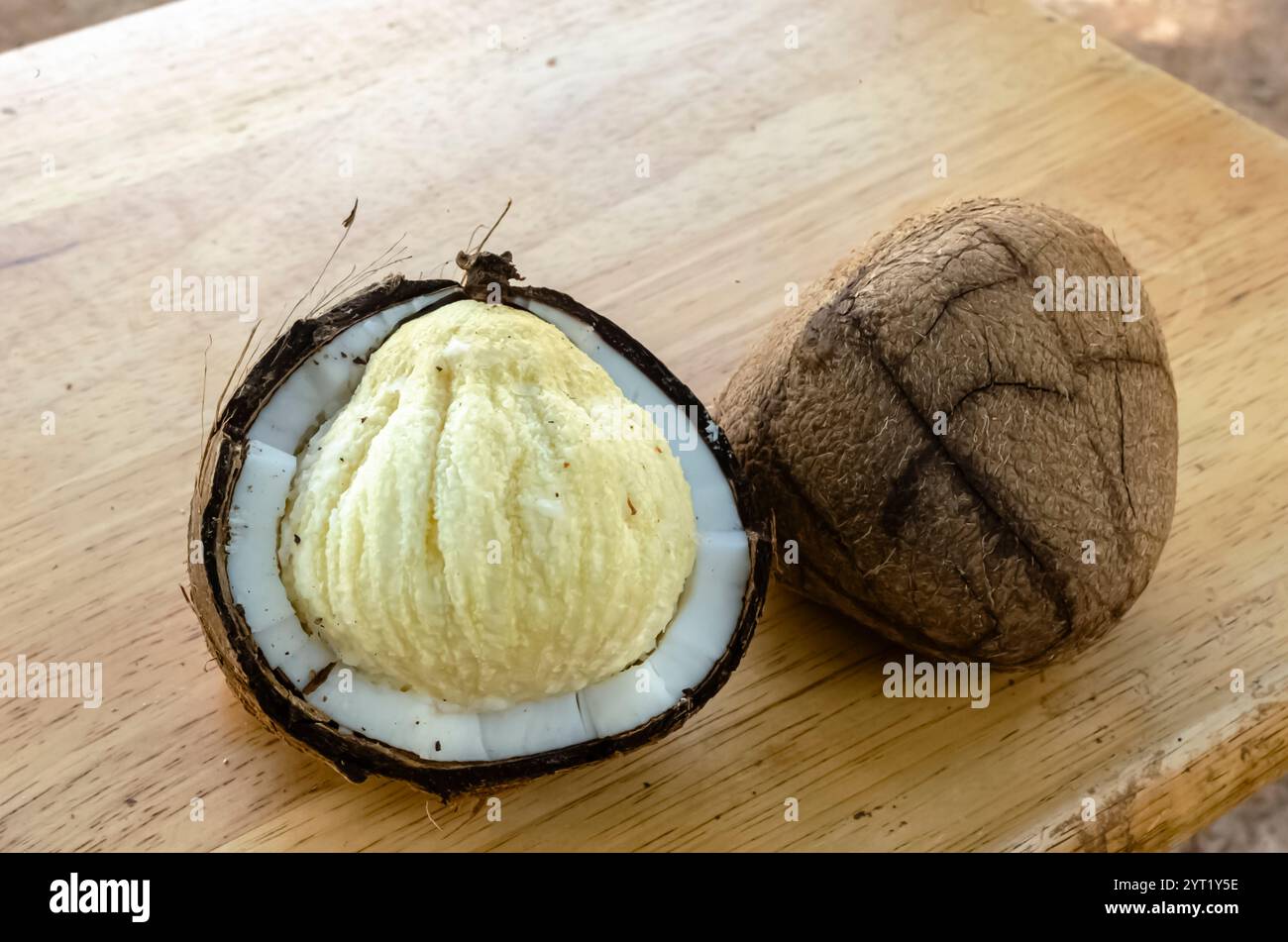 A broken coconut has an embrio that grows to fill the endosperm and a ...