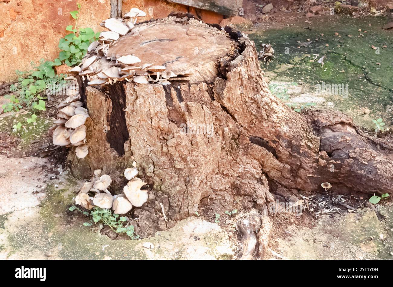 Mushrooms Growing On Rotting Mango Tree Stump Stock Photo - Alamy