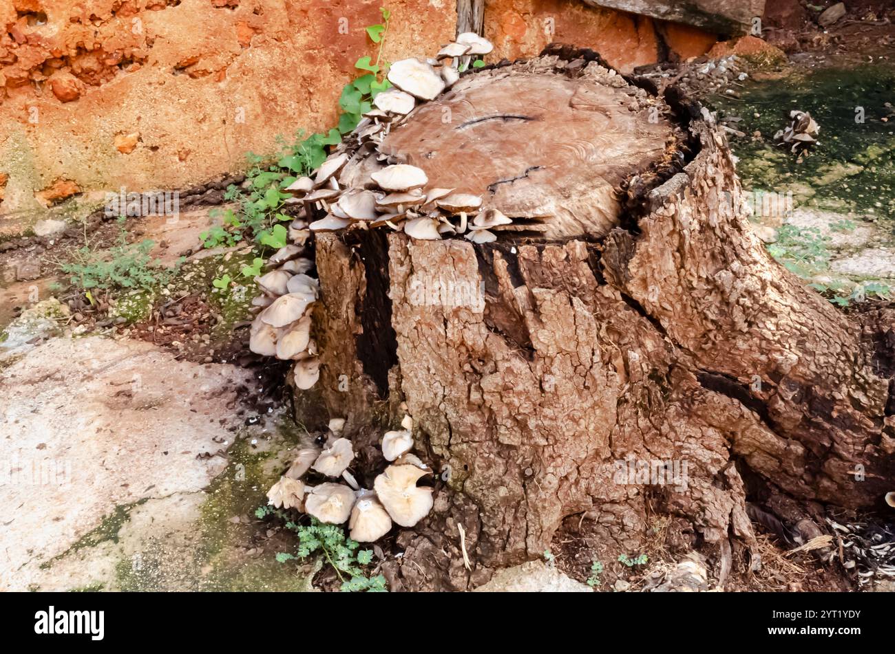 Mushrooms Growing On Rotting Mango Tree Stump Stock Photo - Alamy