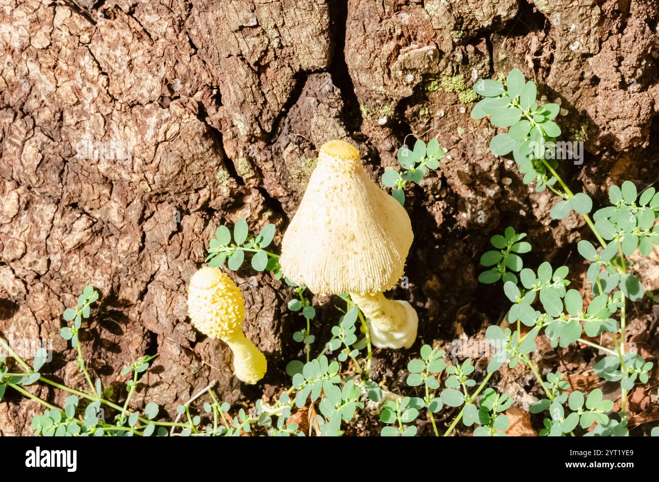Flower pot parasol hi-res stock photography and images - Alamy