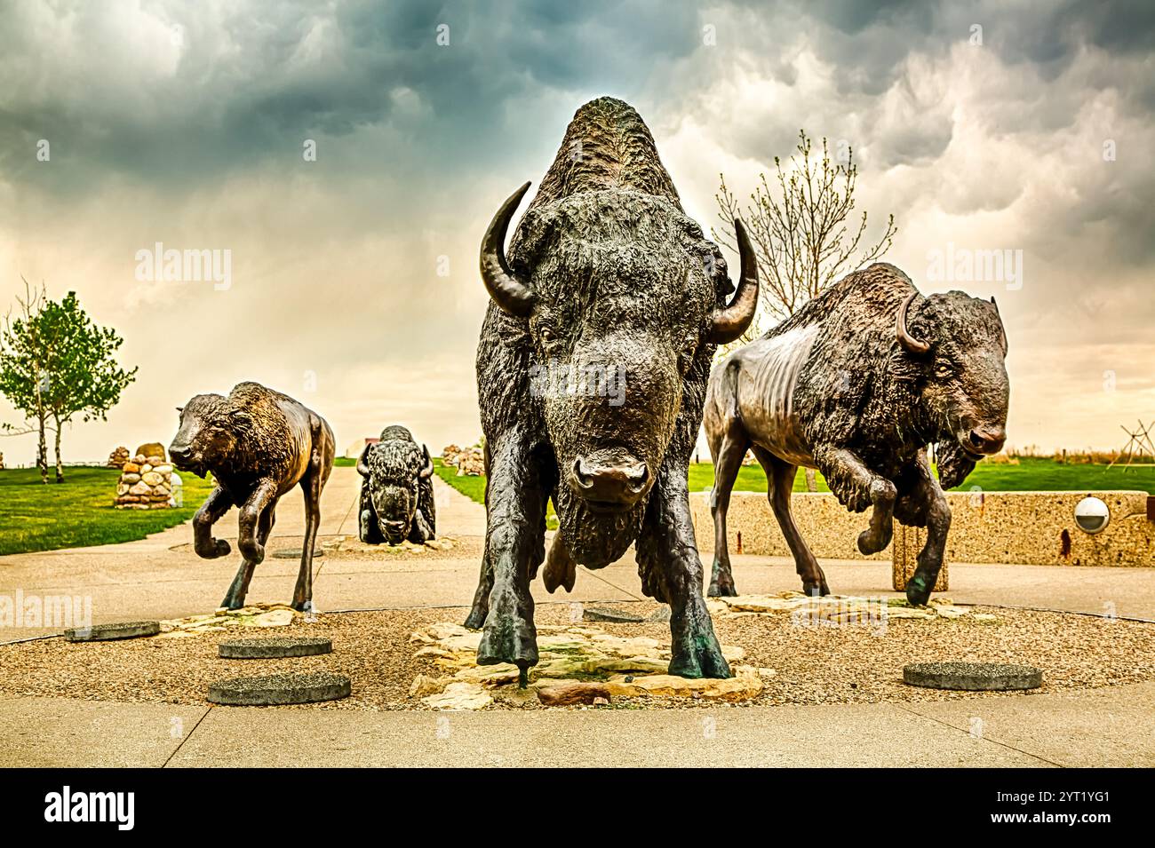 A bronze statue of three buffalo with one of them looking at the camera ...