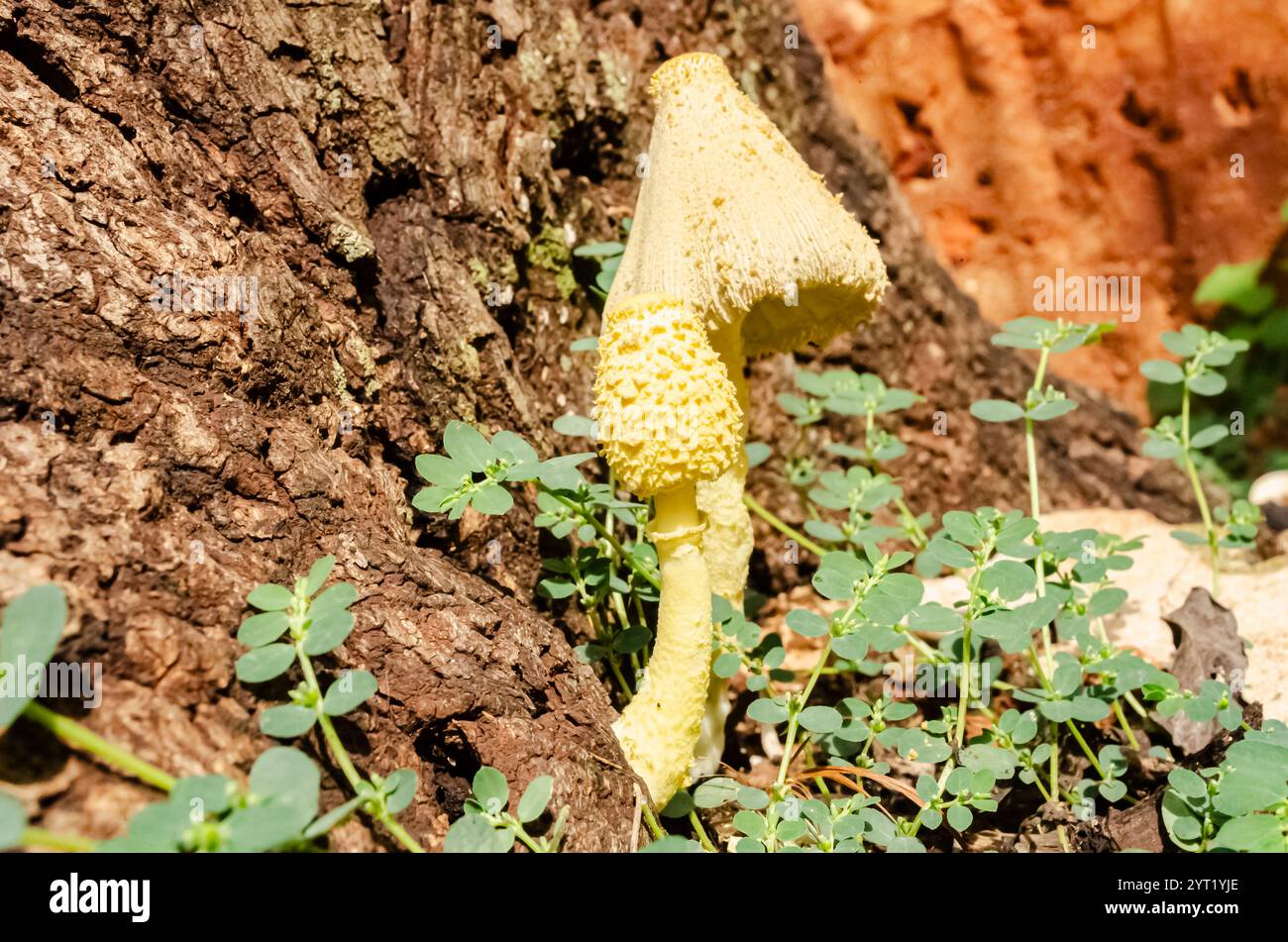 Leucocoprinus birnbaumii also known as yellow parasol are growing from ...