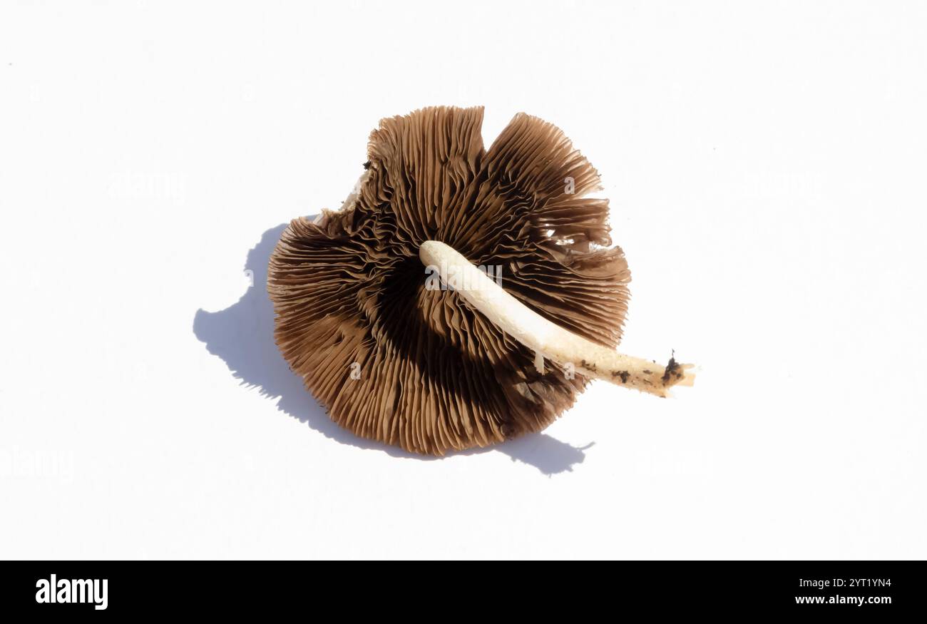 The mycena manipularis mushroom cap has gills underneath Stock Photo ...