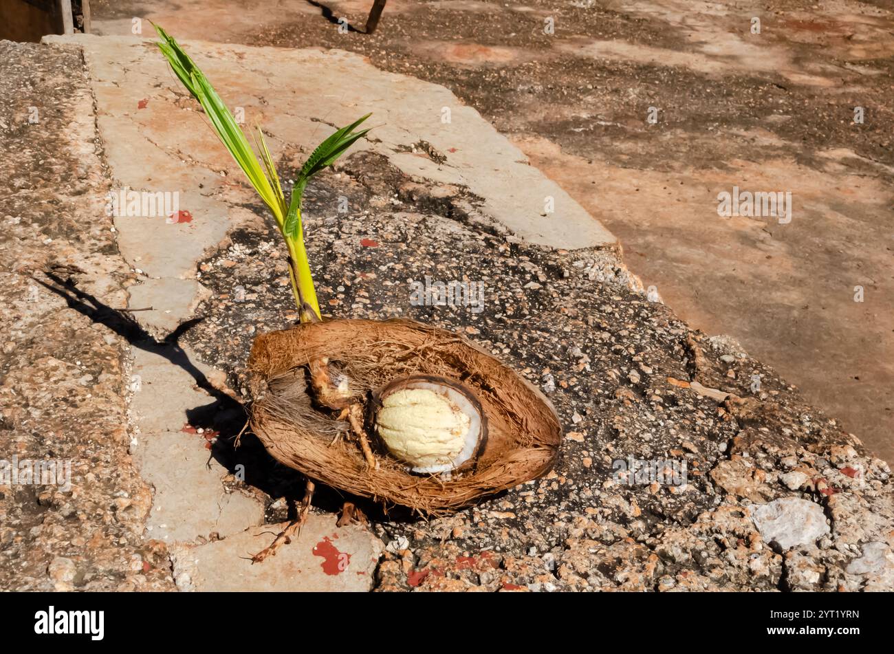 Here's a half of a growing coconut with leaves, shoot, husk, roots, and ...