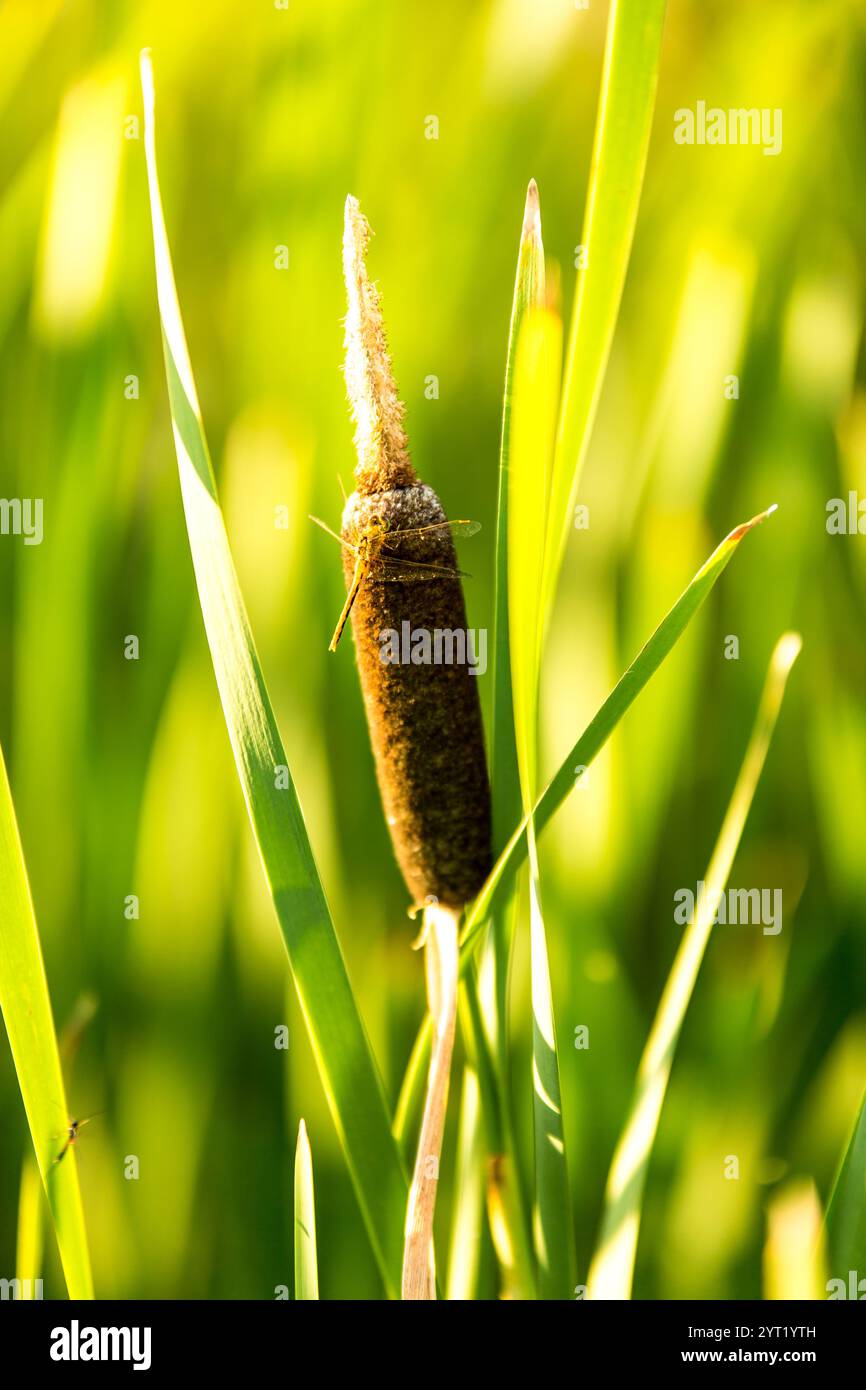 A plant with a brown stem and green leaves. The stem is bent and has a ...