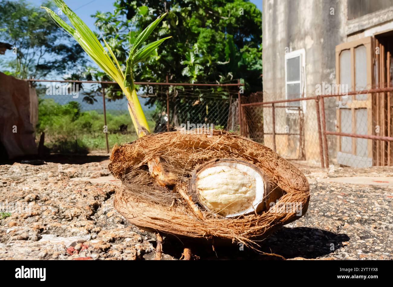 Coconembryo hi-res stock photography and images - Alamy
