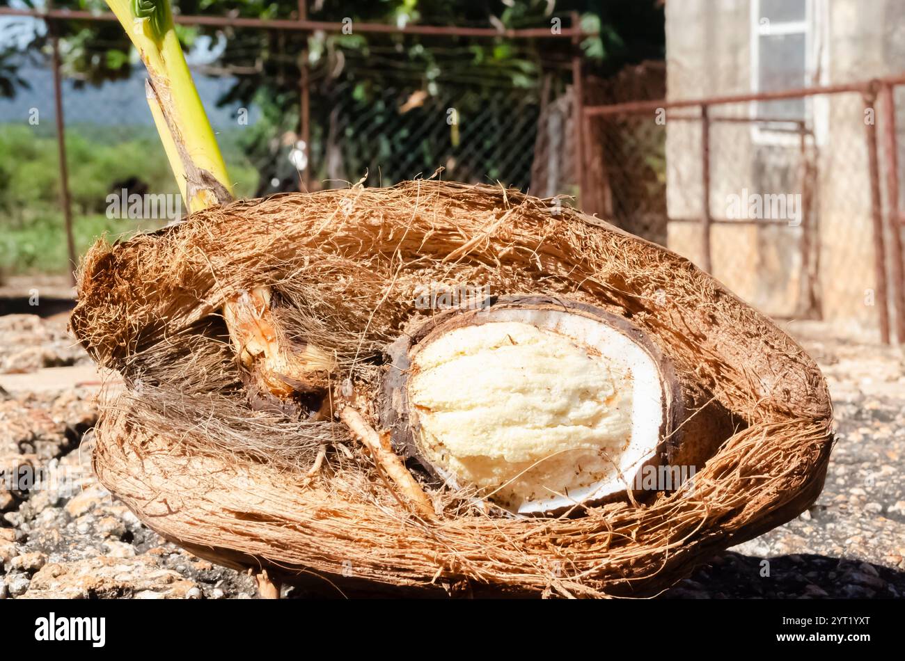 Coconembryo hi-res stock photography and images - Alamy