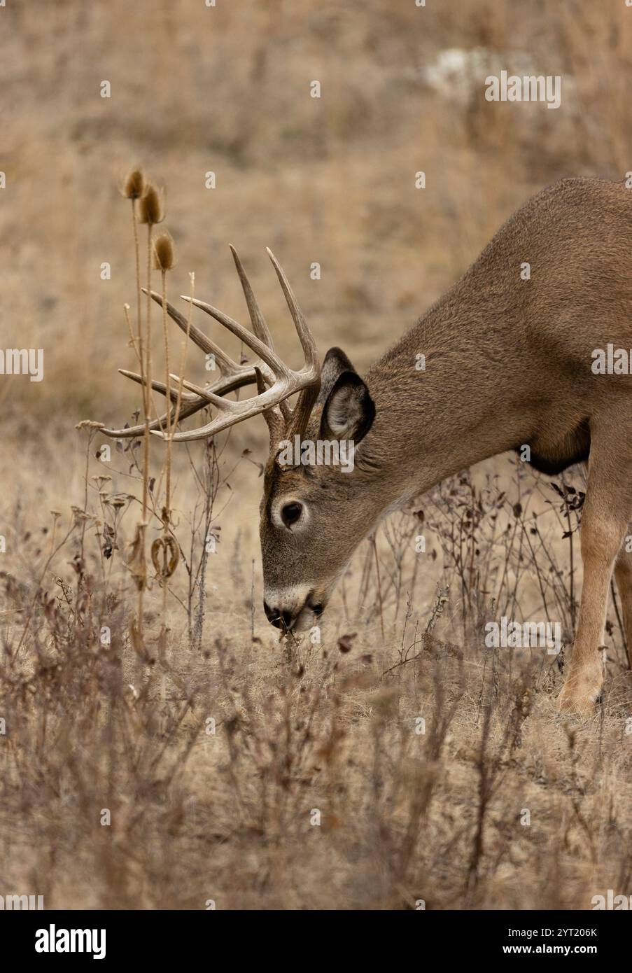 Beautiful 10 point Whitetail Buck in Prairie Riverbottom habitat Stock ...