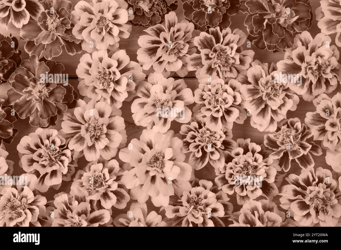 Abstract background of flowers marigolds. Trendy color palette sample ...