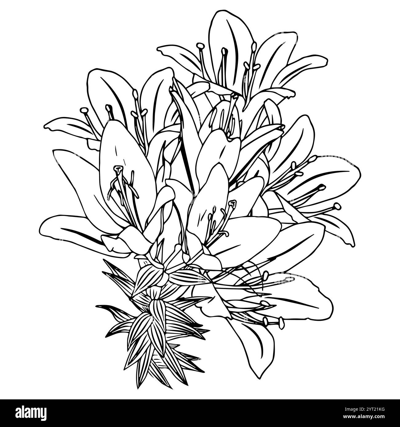 Bouquet of lilies in doodle style. Openwork illustration isolated on white background Stock ...