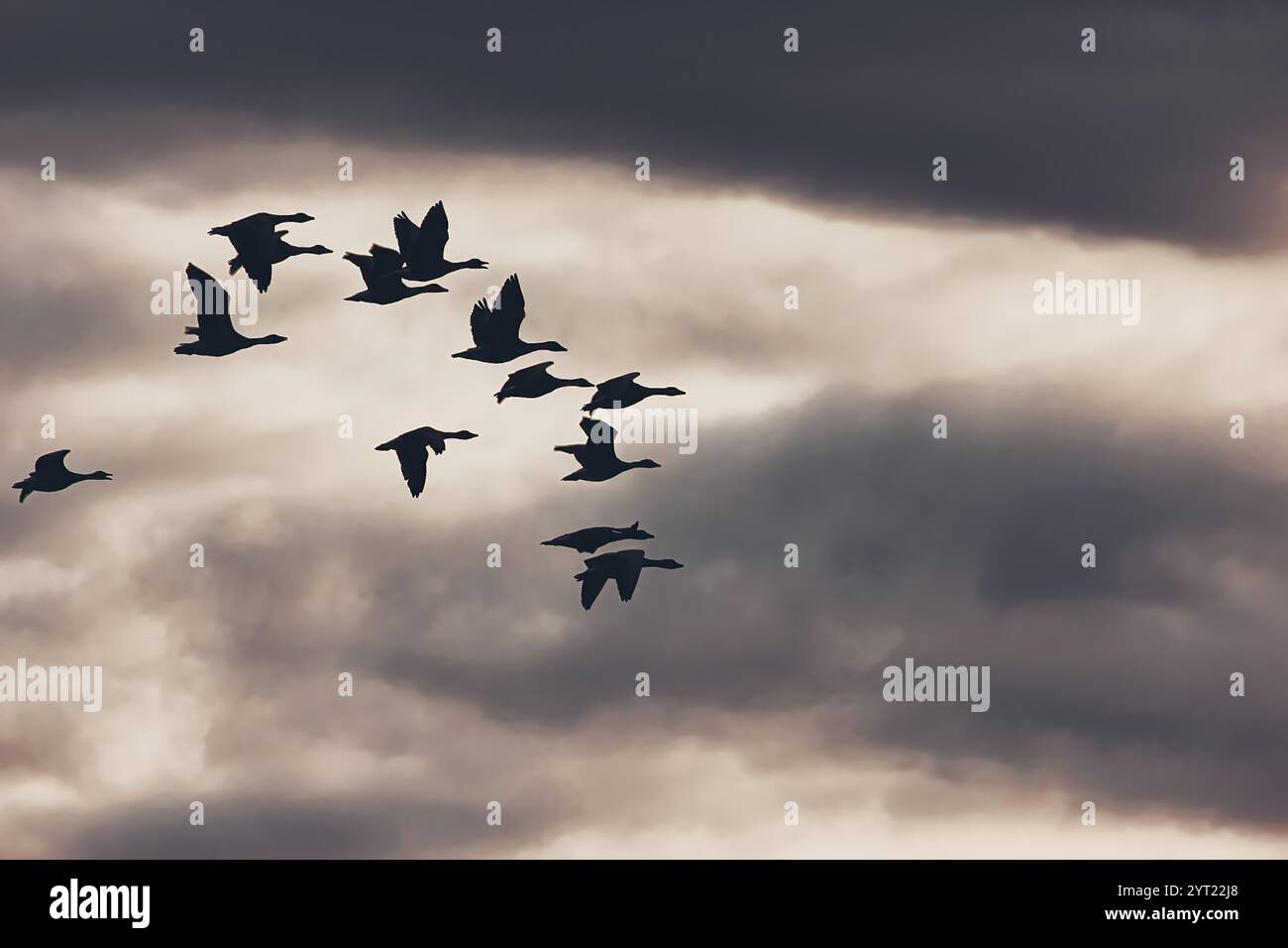 Flying geese bird cloudy hi-res stock photography and images - Alamy