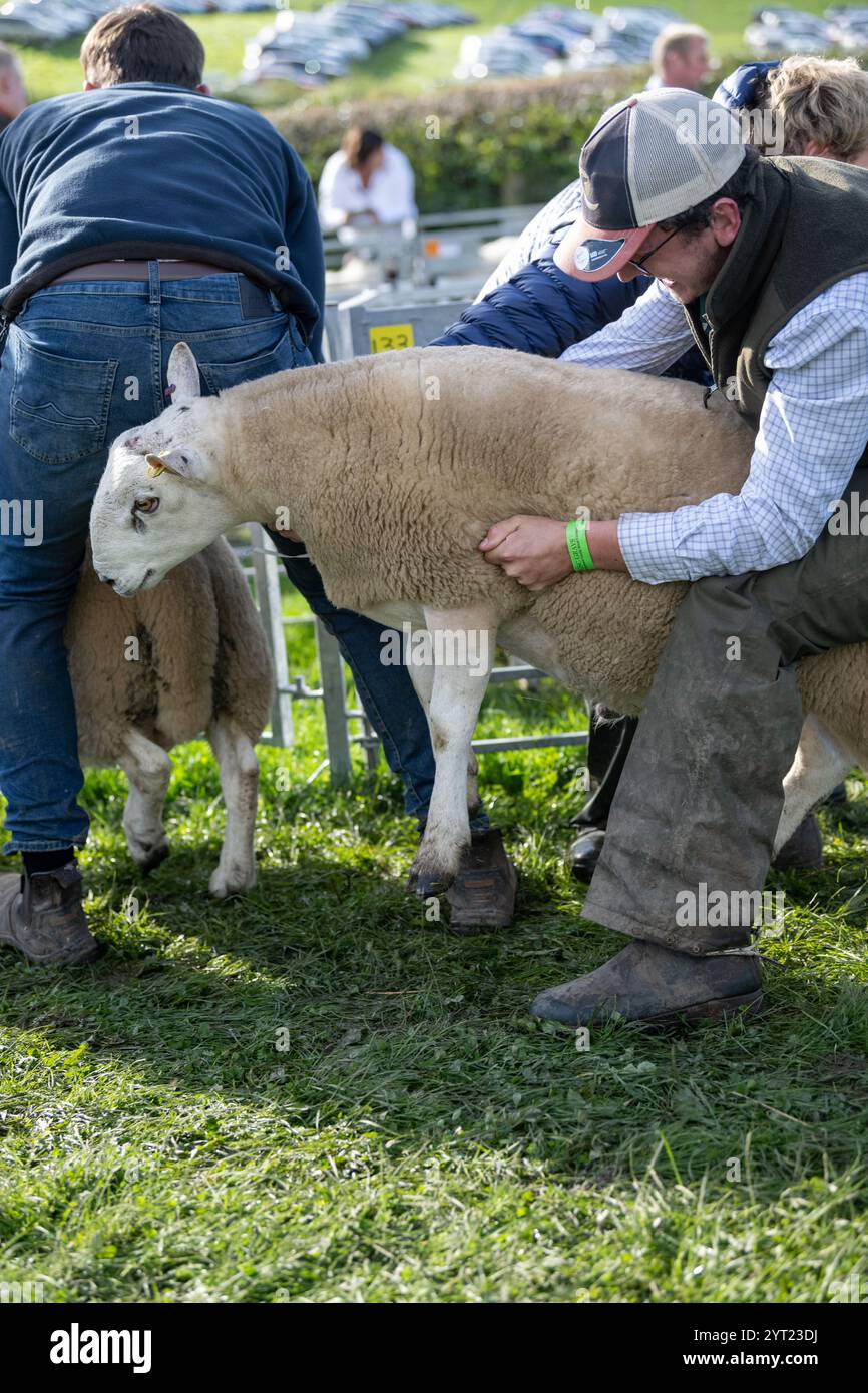 Farmers showing sheep at the Westmorland Show 2024. This two day event ...