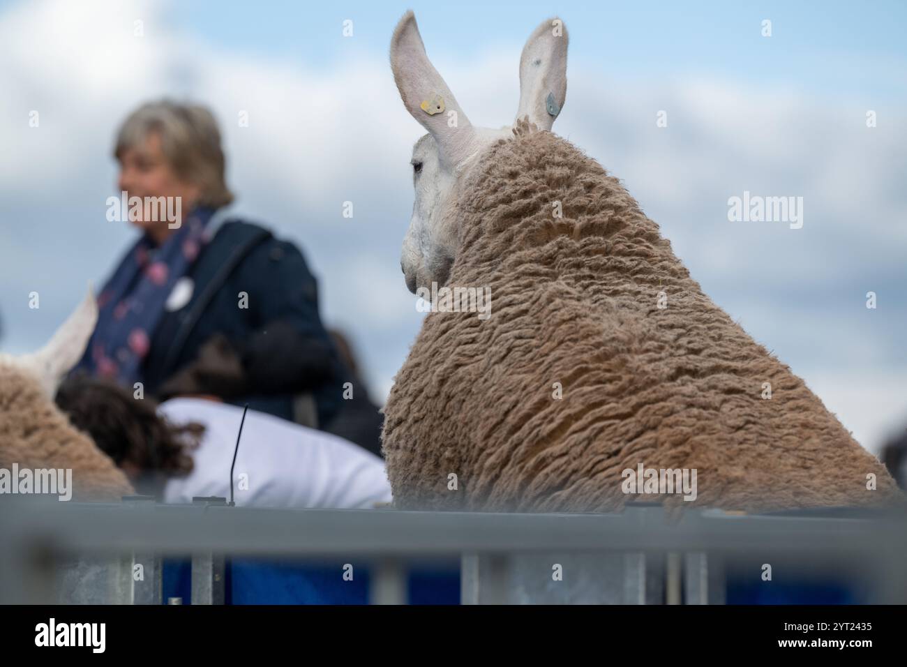 Farmers showing sheep at the Westmorland Show 2024. This two day event ...