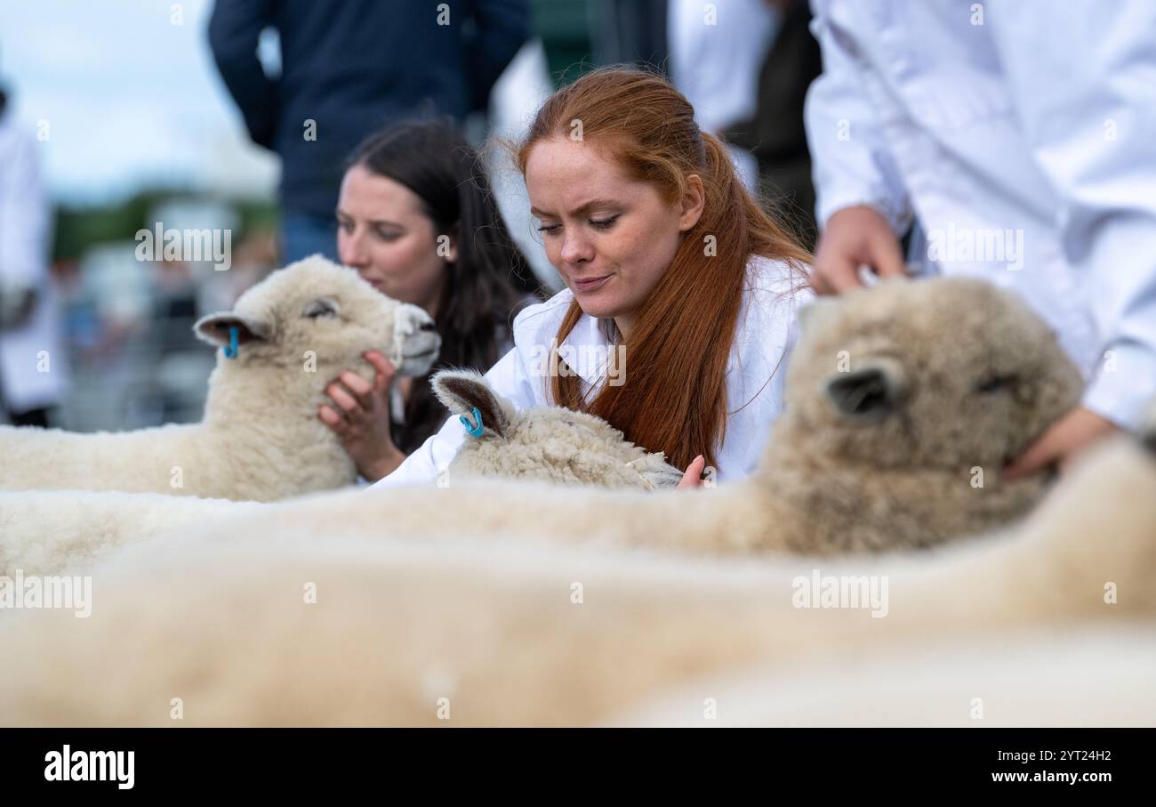 Farmers showing sheep at the Westmorland Show 2024. This two day event ...