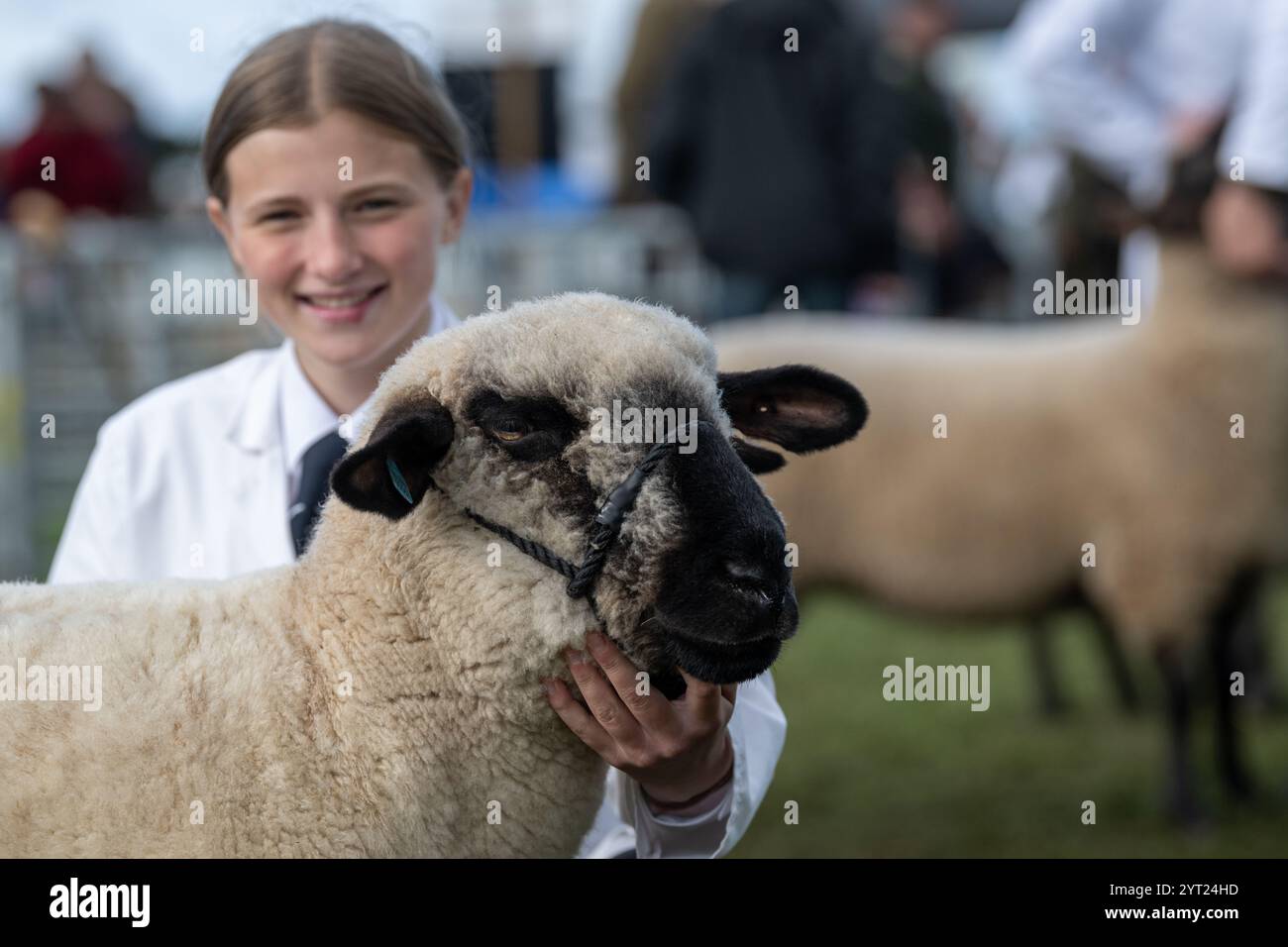 Farmers showing sheep at the Westmorland Show 2024. This two day event ...