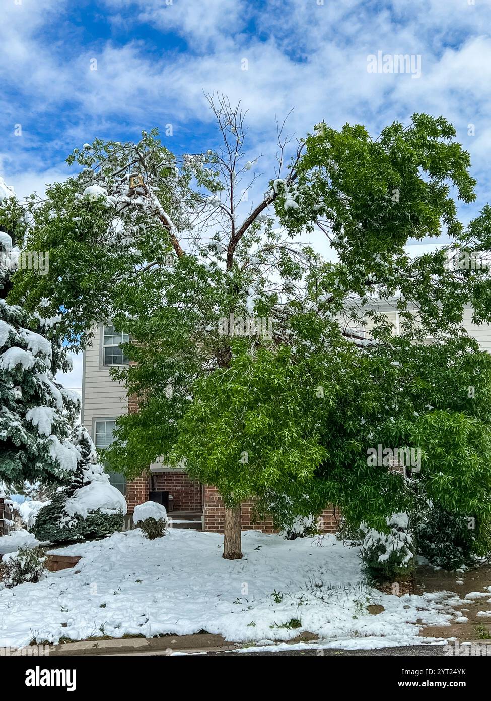 Broken Tree Branch After Spring Snowfall Stock Photo - Alamy