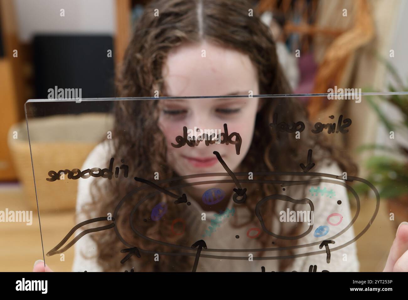 Teenager studying revising science biology cell structure GCSE drawing ...