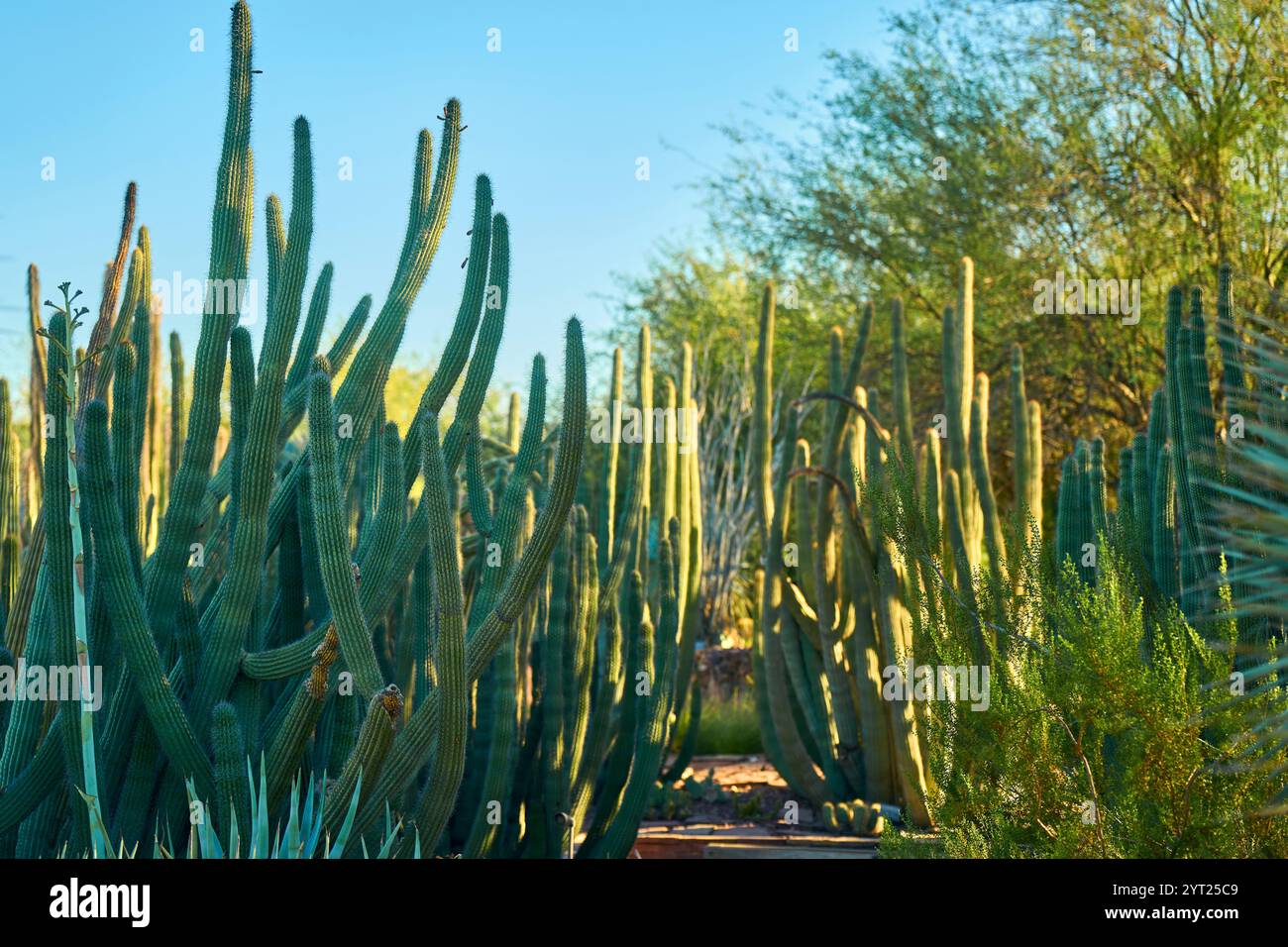 big wild cacti in the desert Stock Photo - Alamy