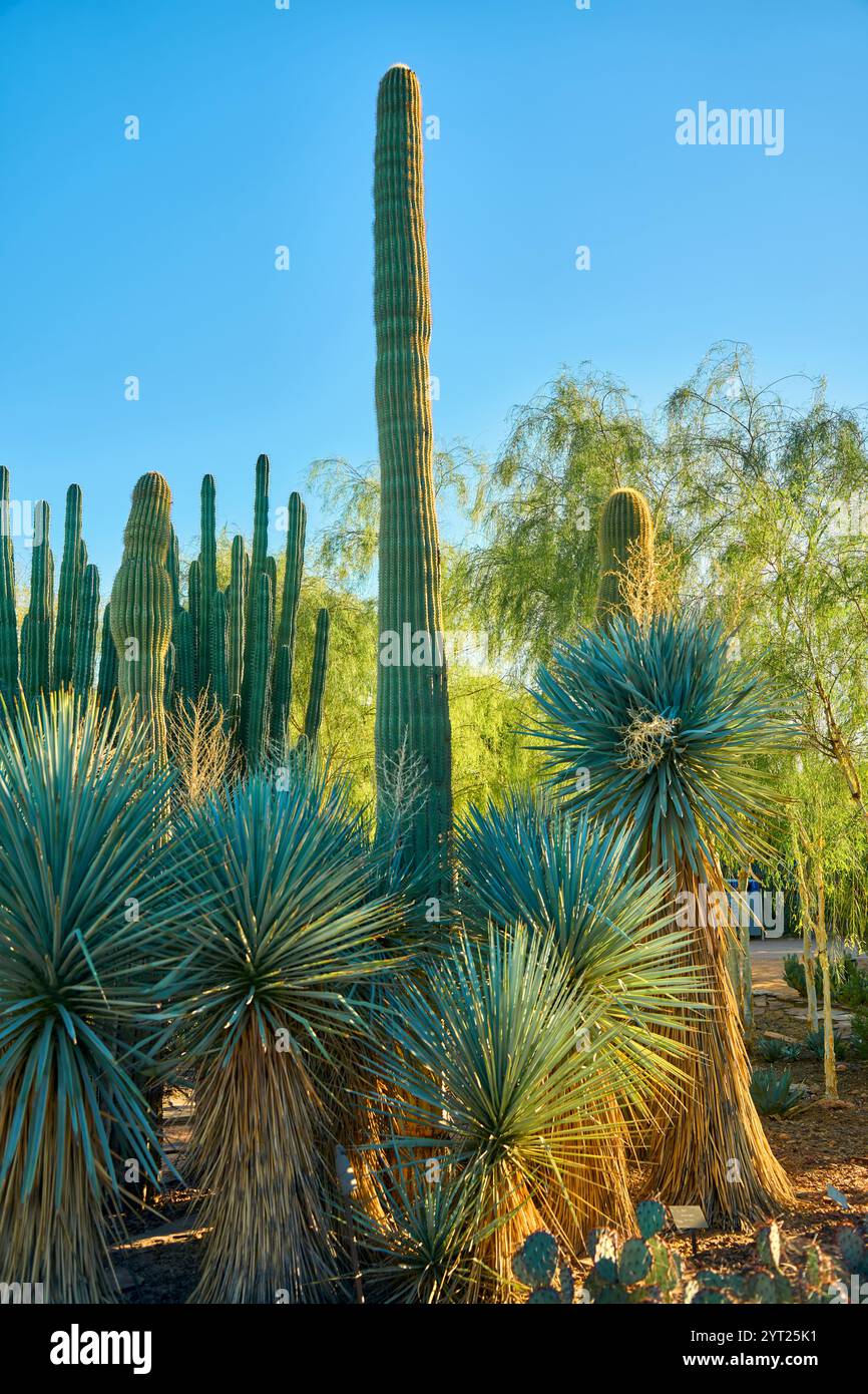 big wild cacti in the desert Stock Photo - Alamy