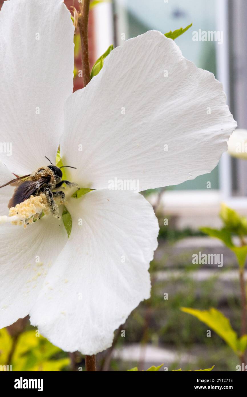 Bumble bee pollinating a hibiscus Stock Photo - Alamy