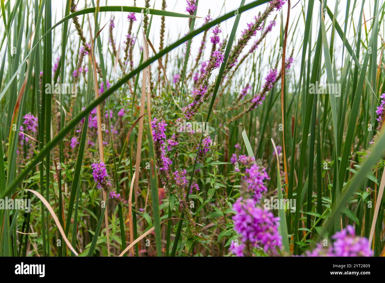 Purple flowers in marsh Stock Photo - Alamy
