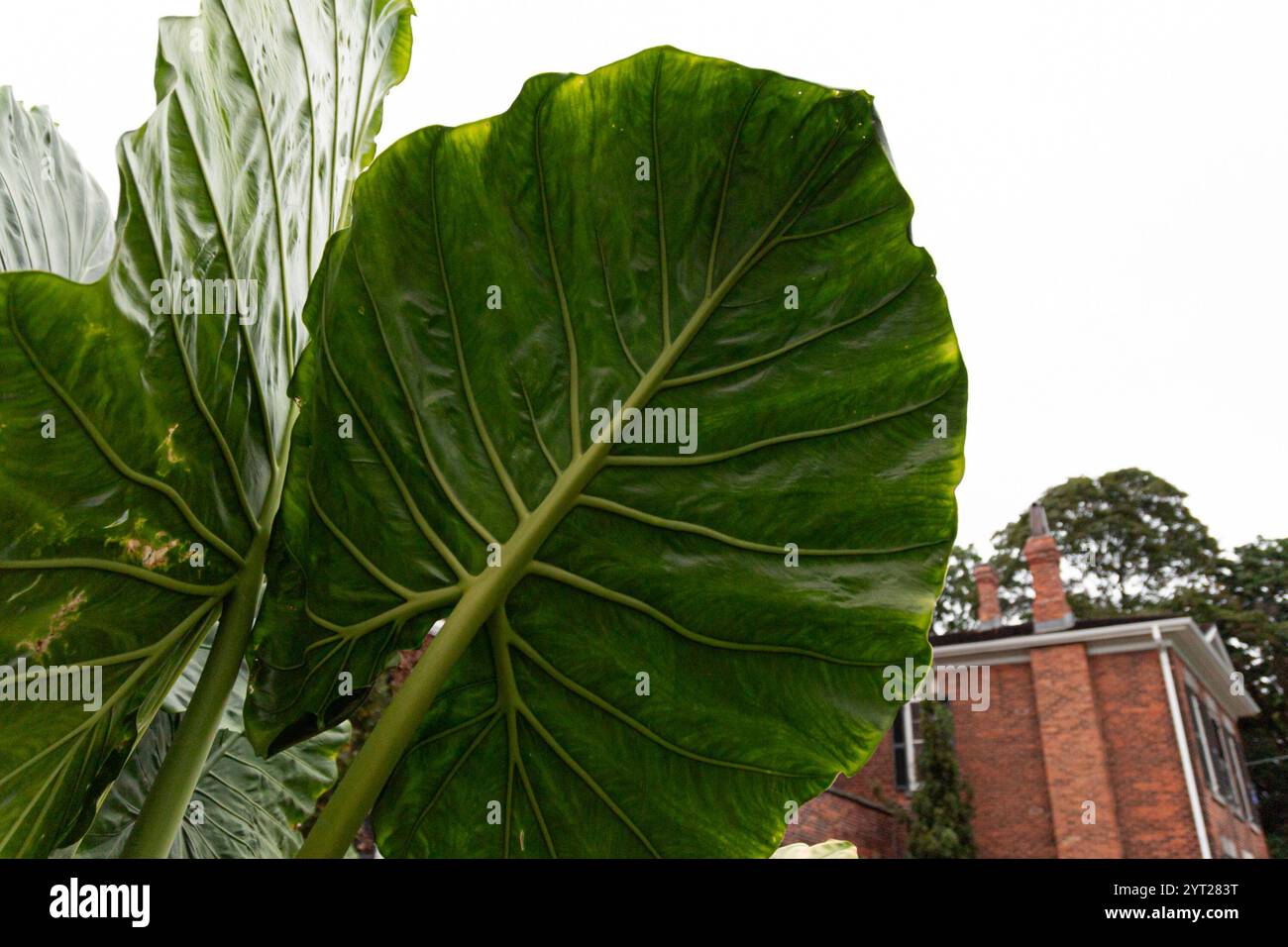 Giant taro hi-res stock photography and images - Alamy