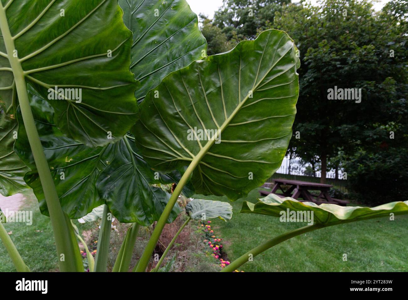 Giant taro or 'Elephant's ears' Stock Photo - Alamy