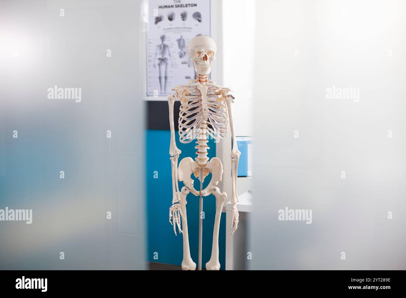 Human skeleton awaits diagnostics in vacant medical office, positioned ...