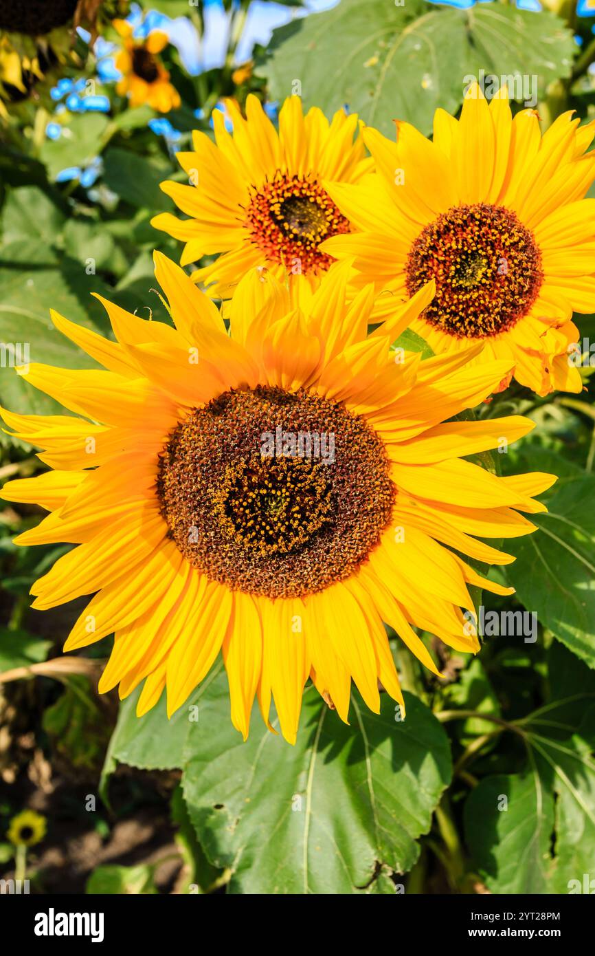 Three sunflowers are in a field, with one of them being the tallest ...