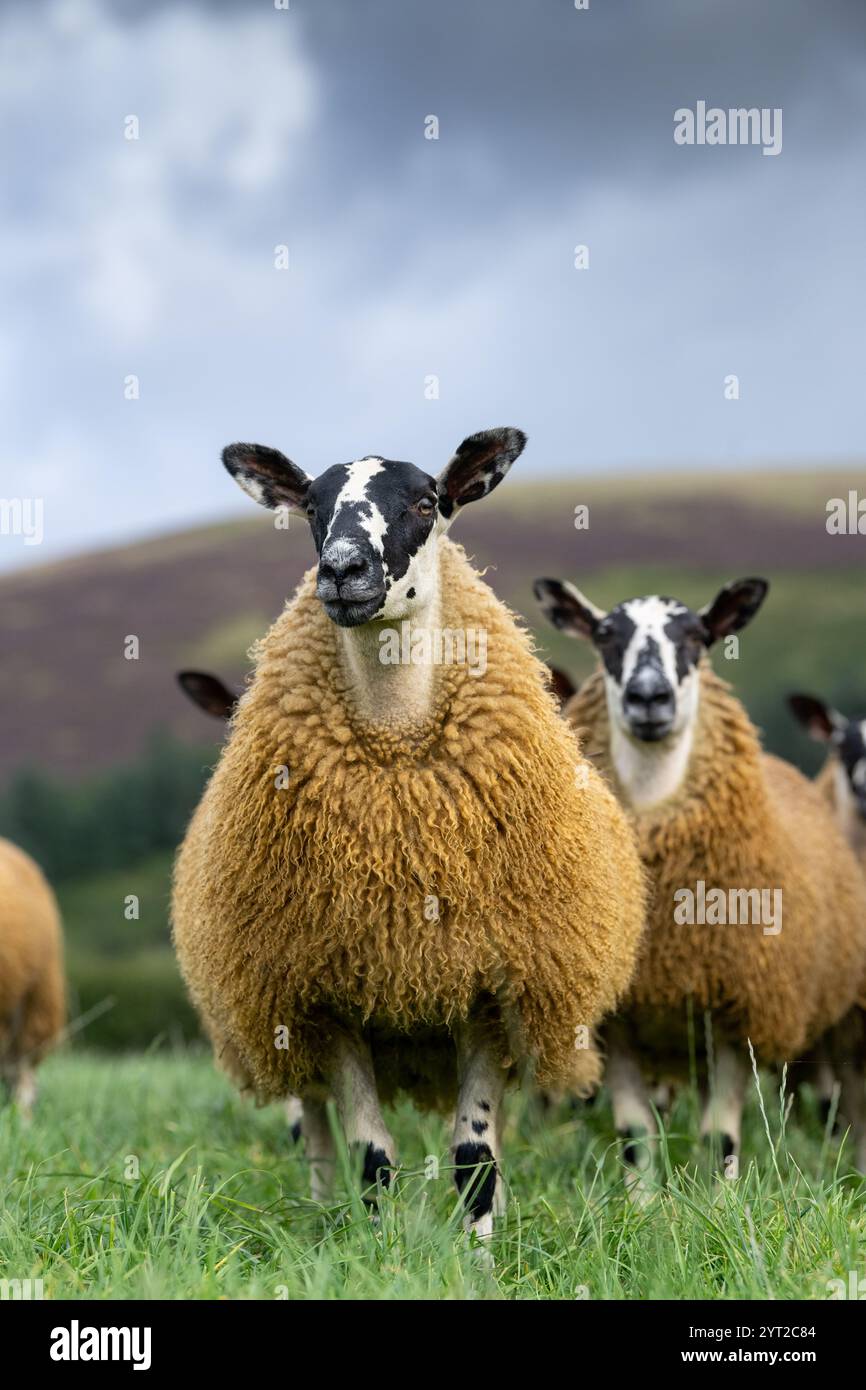 Scotch Mules, a hybrid crossbred sheep sired by a Blue Faced Leicester ...