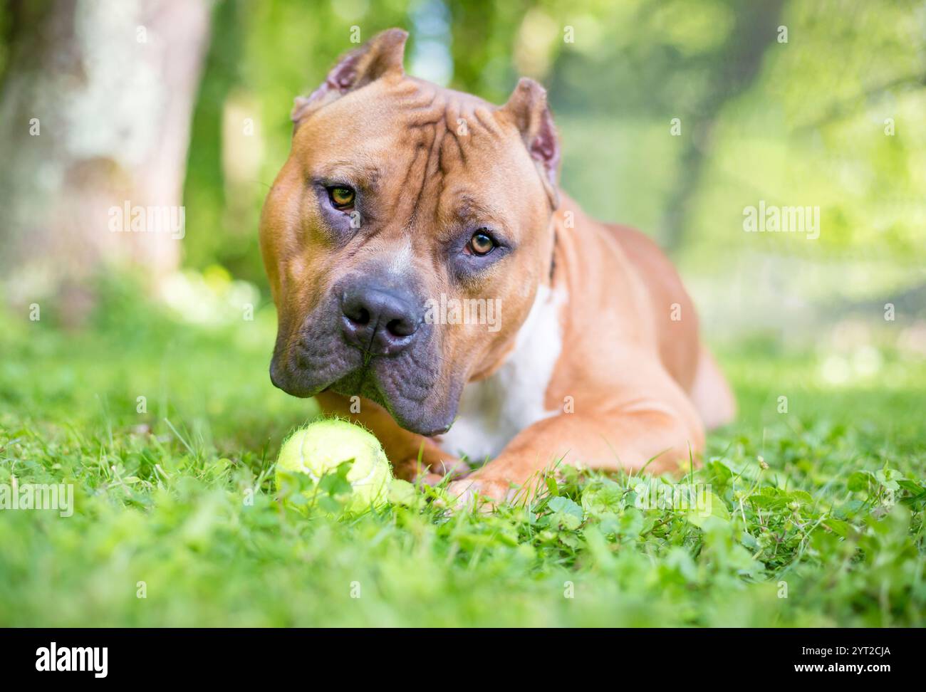 A Mastiff x Pit Bull Terrier mixed breed dog with cropped ears, lying ...