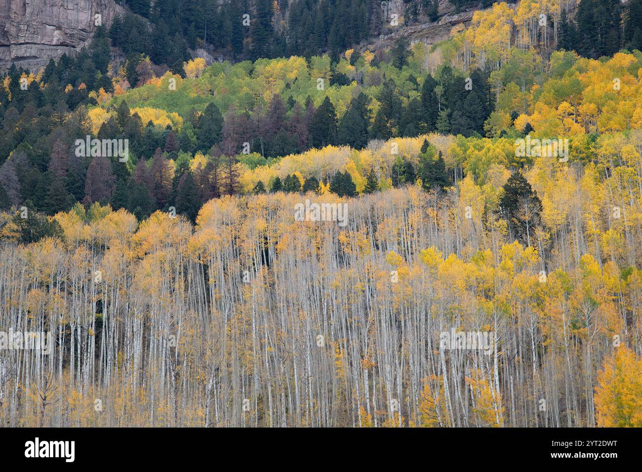 Forest mixed conifers deciduous hi-res stock photography and images - Alamy