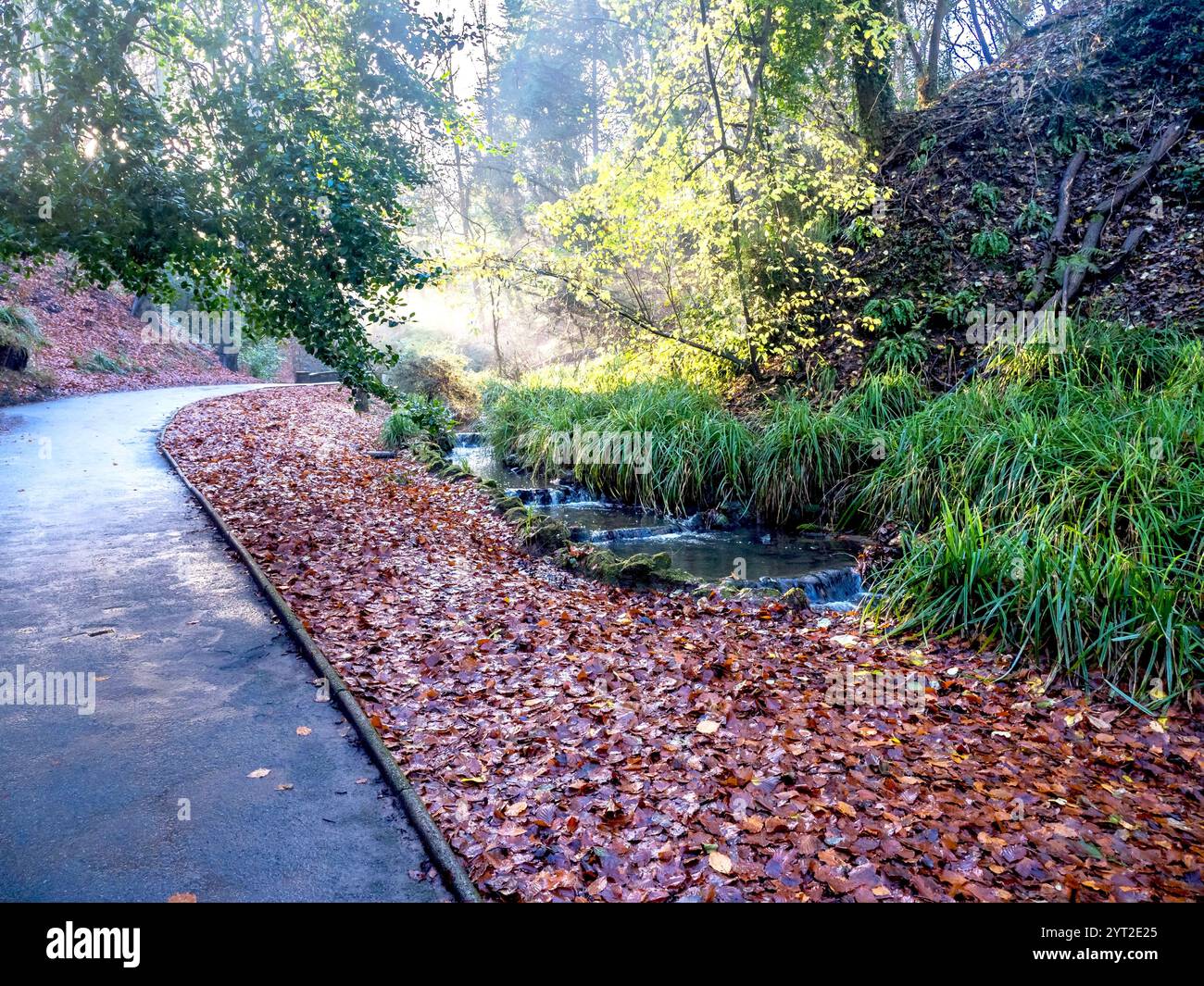 Path through a park with trees and fallen leaves Stock Photo - Alamy
