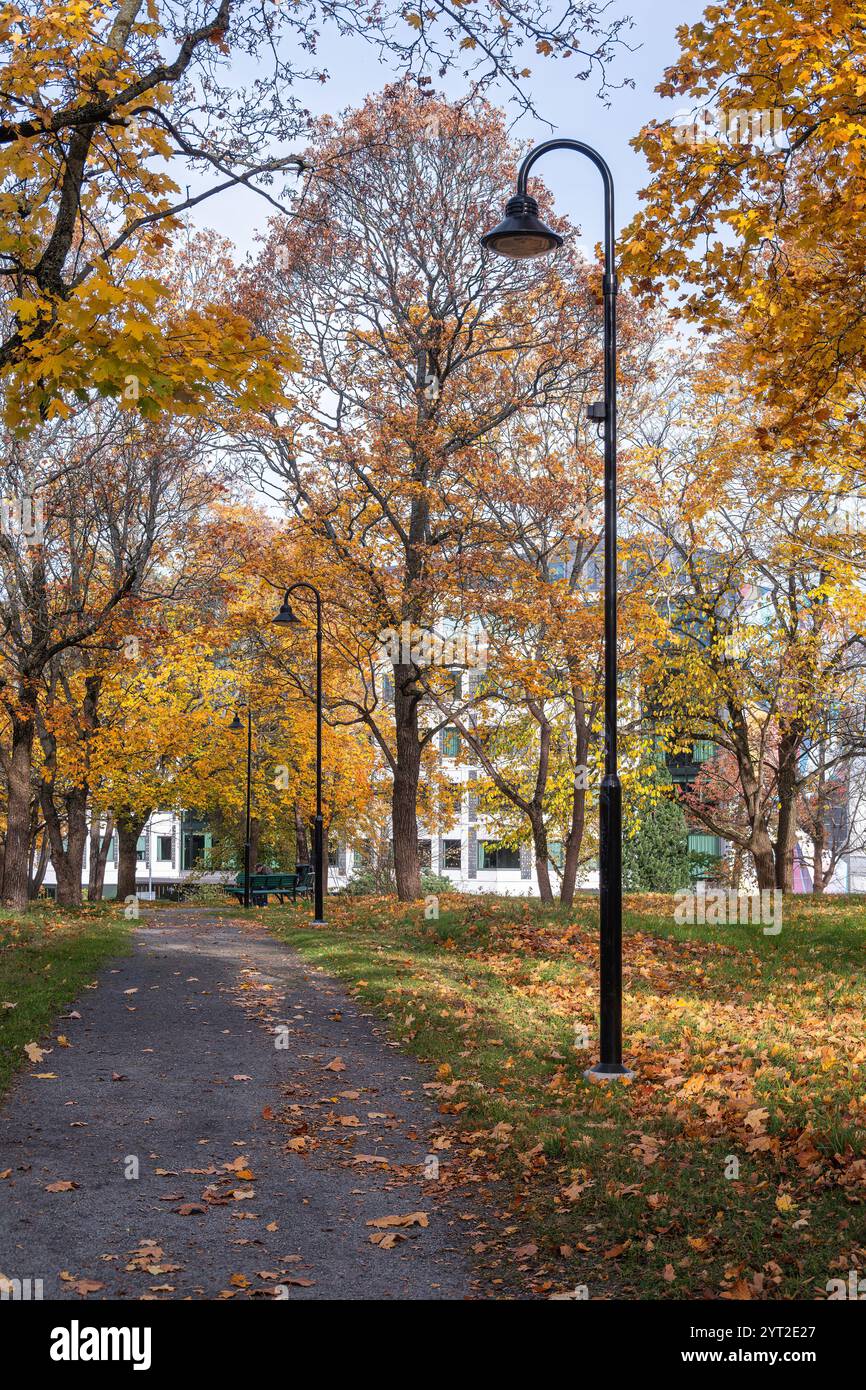 A scenic park pathway lined with tall trees displaying vibrant autumn ...
