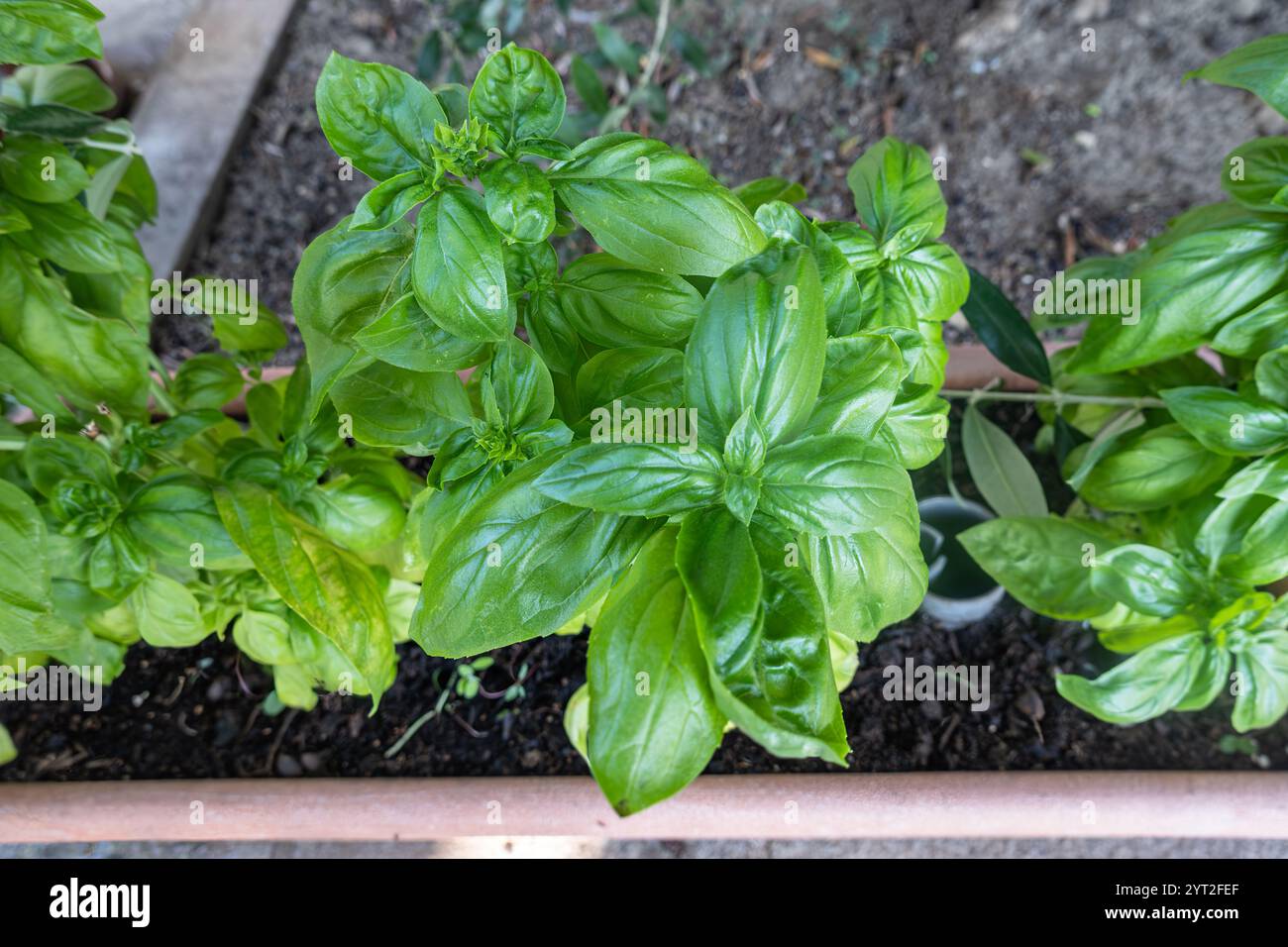 Lush green basil plants thrive in a dark, rich soil planter, showcasing ...
