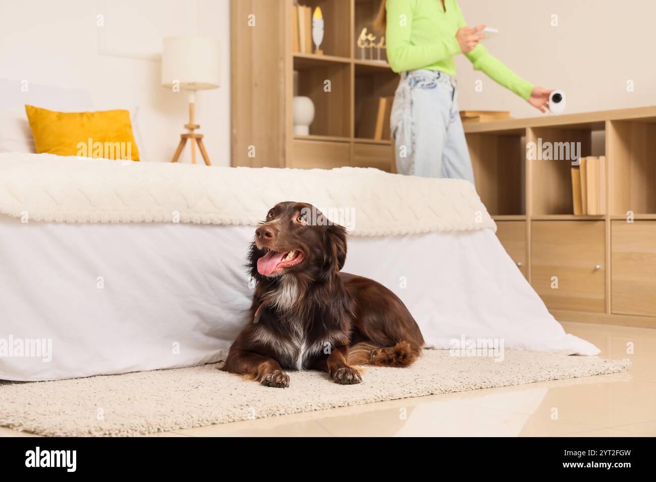 Cute dog lying on floor against woman installing CCTV camera in bedroom ...