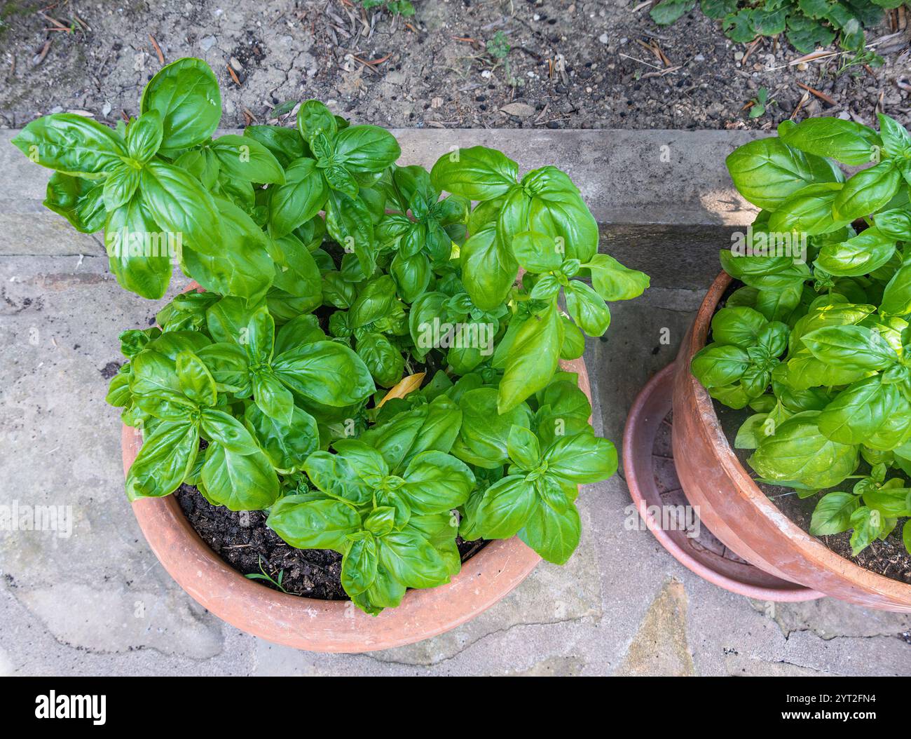 Lush green basil plants thriving in terracotta pots on a stone surface ...