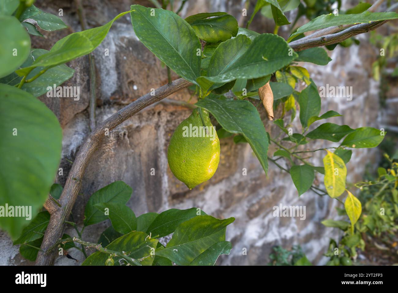 Lemon tree young leaves citrus hi-res stock photography and images - Alamy
