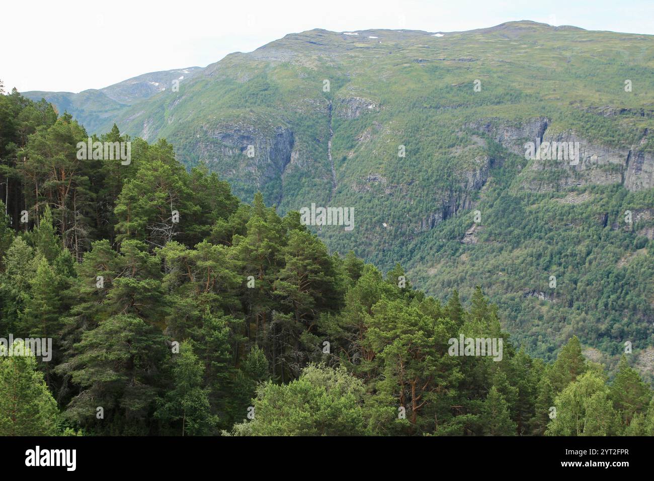 Majestic Forests and Rugged Cliffs in a Verdant Mountainous Landscape ...