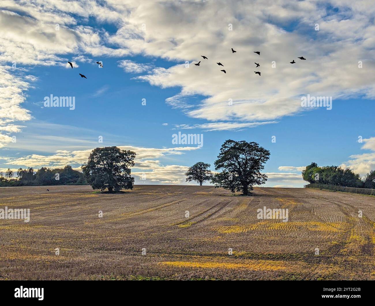 Circling crows hi-res stock photography and images - Alamy