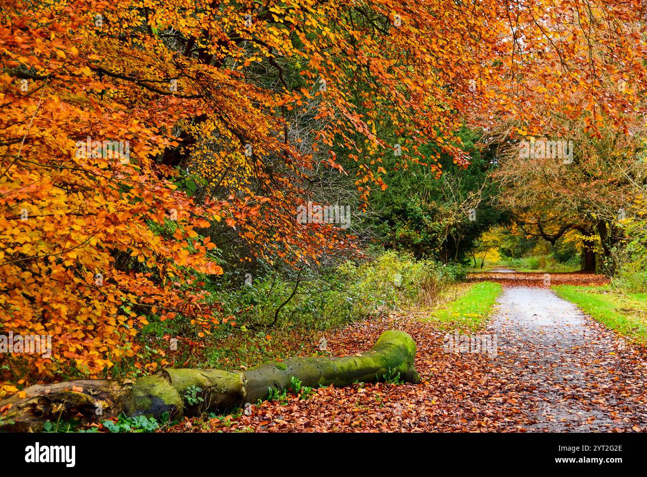 Autumn Woodland Trees in Chester Stock Photo - Alamy