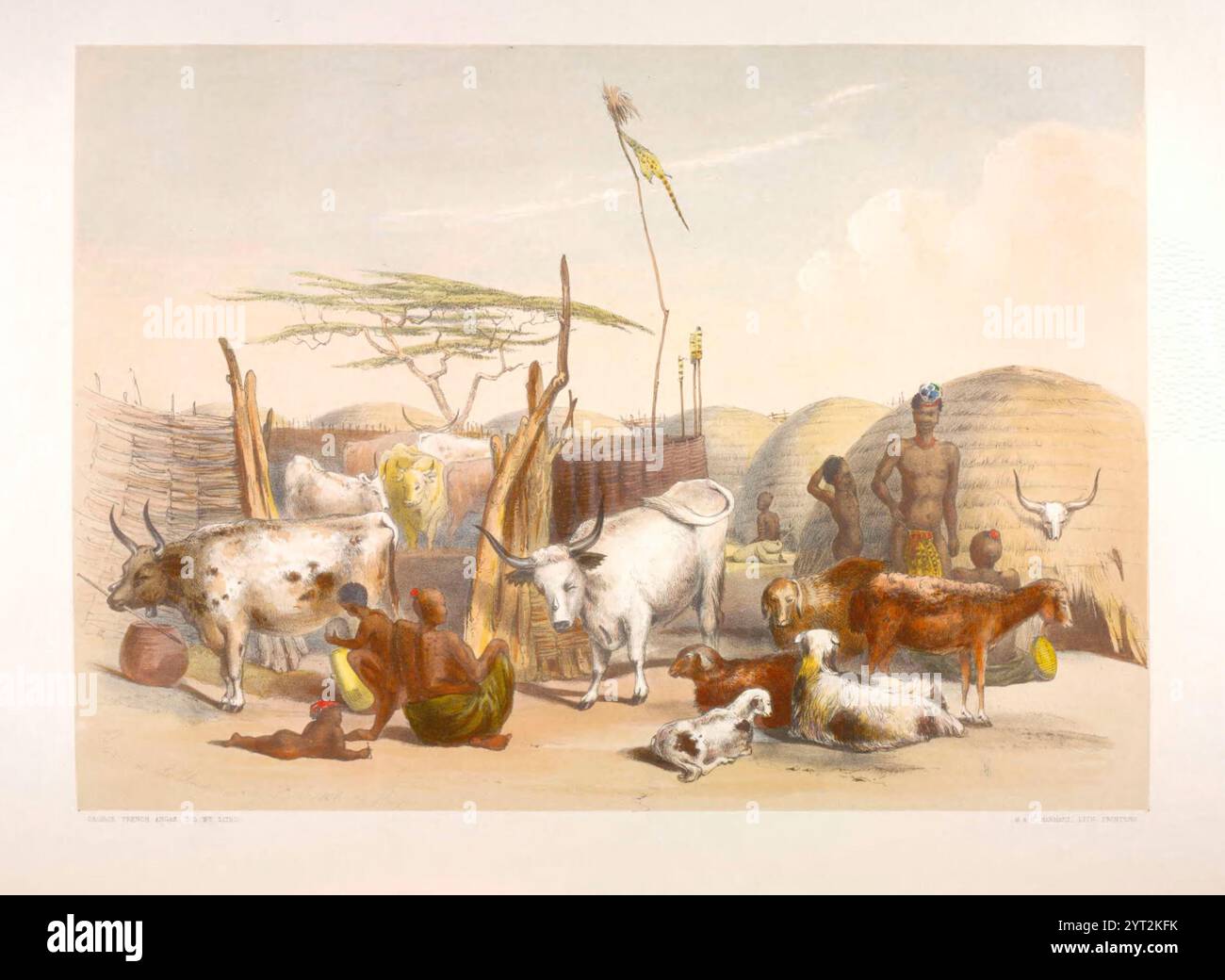 Zulu Kraal On The Umgani, With Cattle And Sheer. Vintage Lithograph of ...