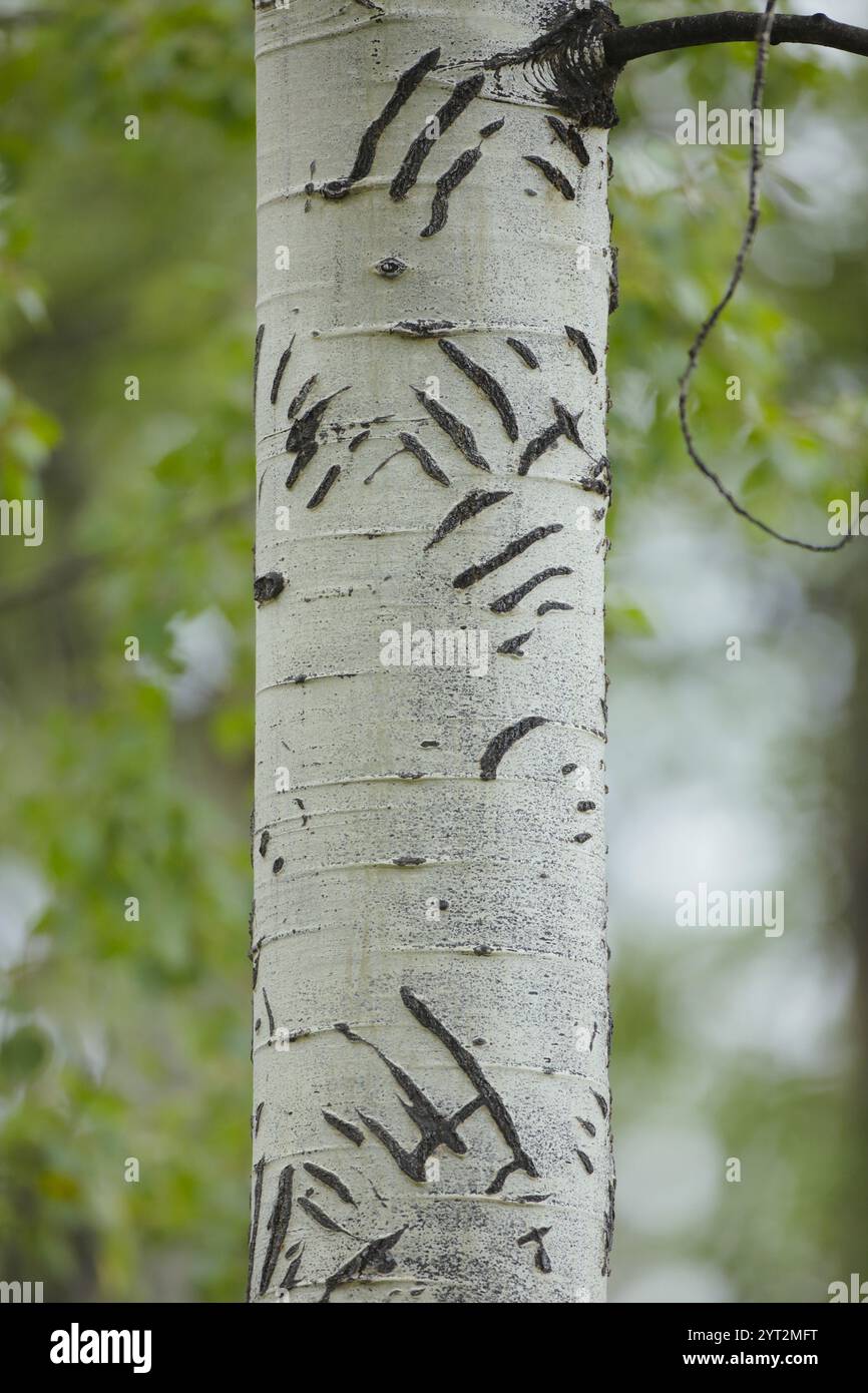 Scratches animal hi-res stock photography and images - Alamy