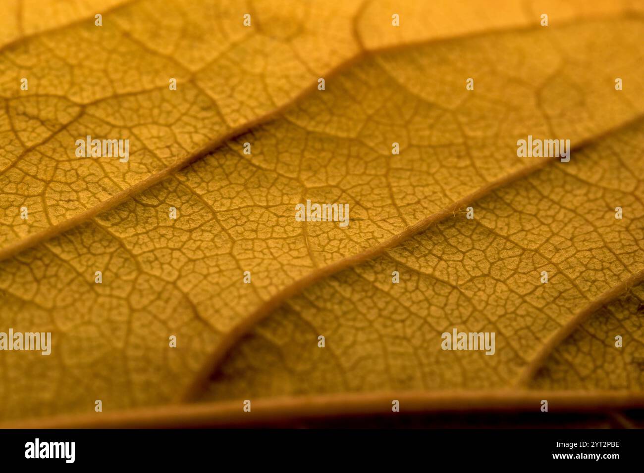 Macro detail of the leaf blade of a yellow cherry leaf in horizontal ...